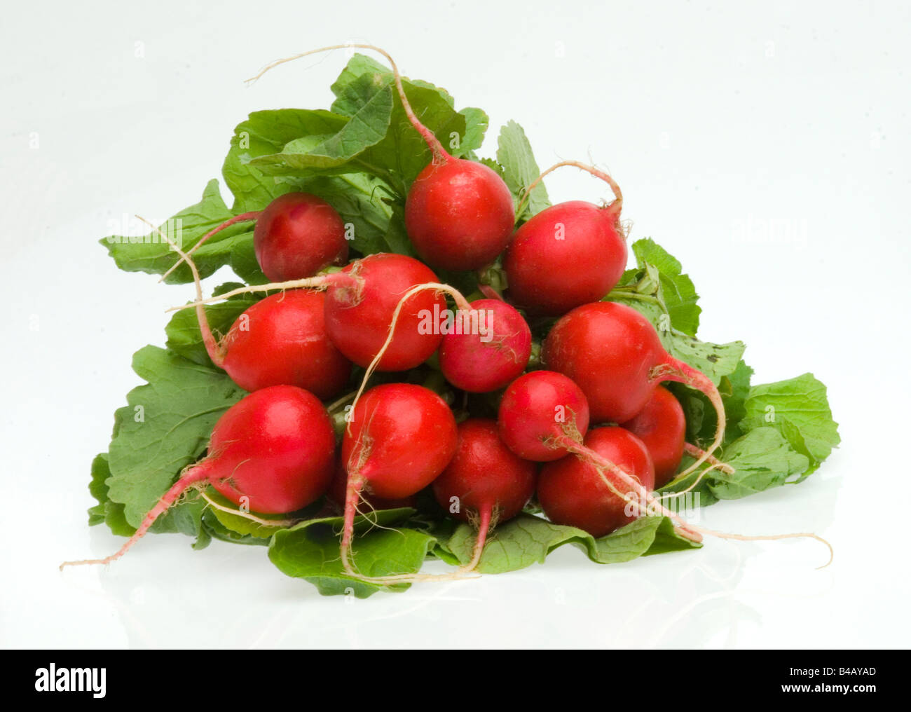 bunch of radishes Stock Photo - Alamy