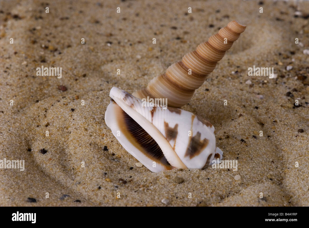 Attractive shells hi-res stock photography and images - Alamy