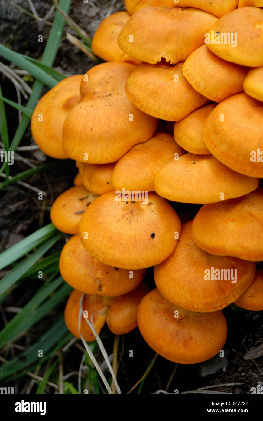 A cluster of colorful orange mushrooms Stock Photo - Alamy