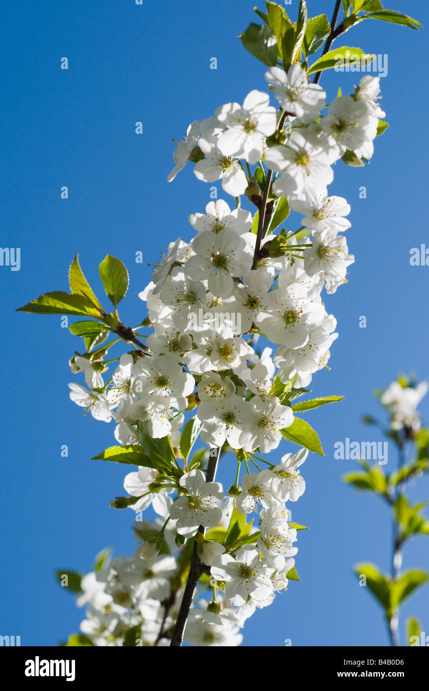 Flowering cherry tree Stock Photo - Alamy