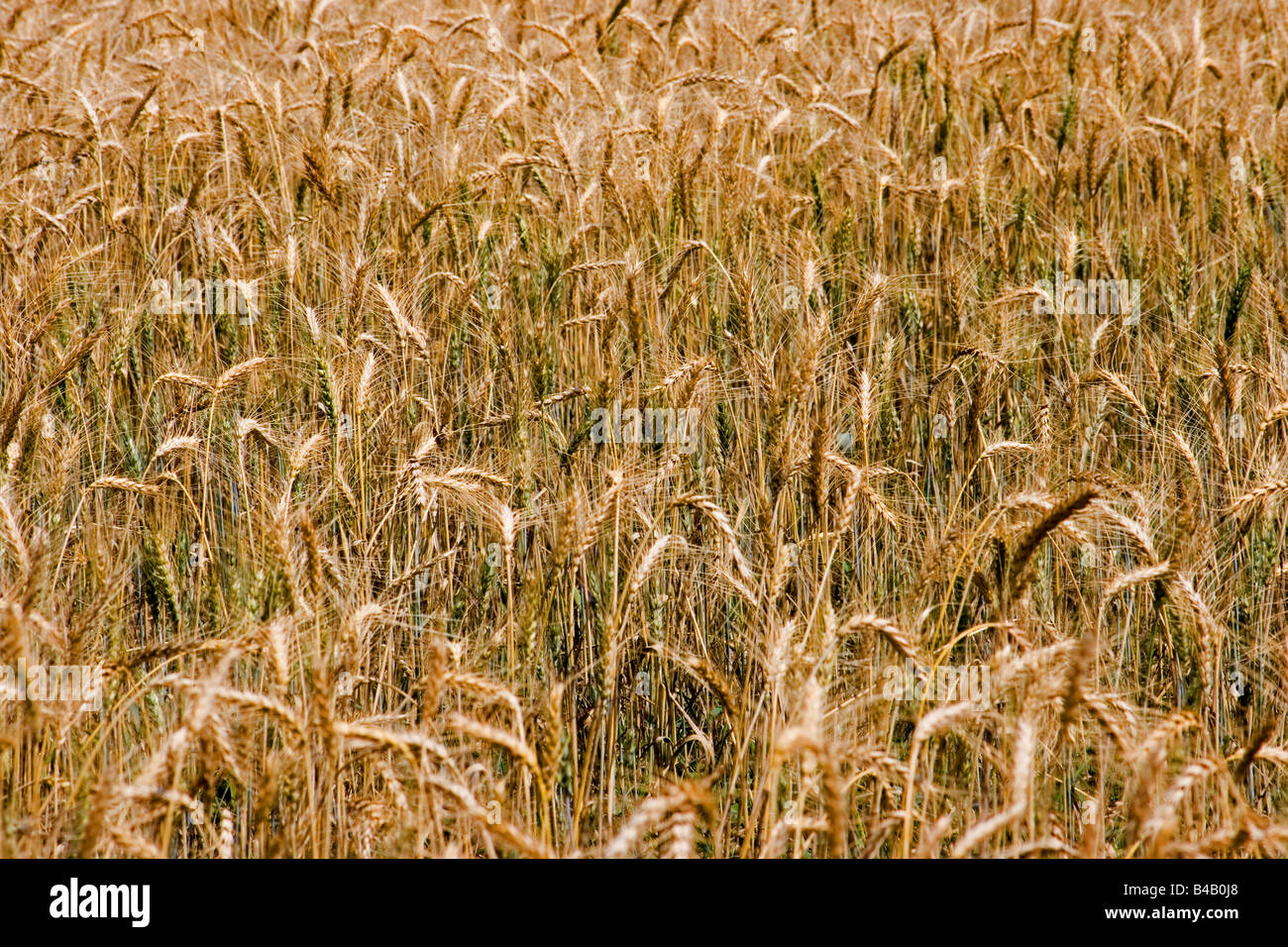 Cultivated grainfield hi-res stock photography and images - Alamy