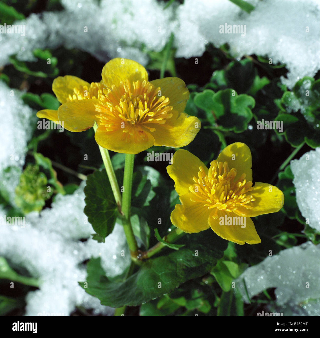 Kingcup also known as marsh marigold in bloom. Altai, Siberia, Russia ...