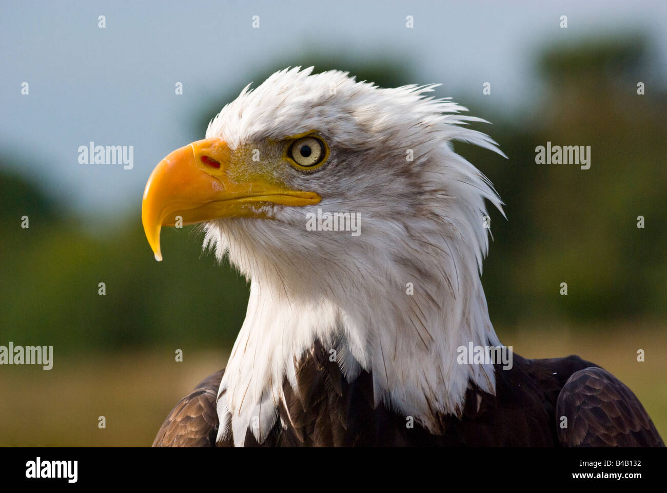 Bald Eagle Portrait Stock Photo - Alamy