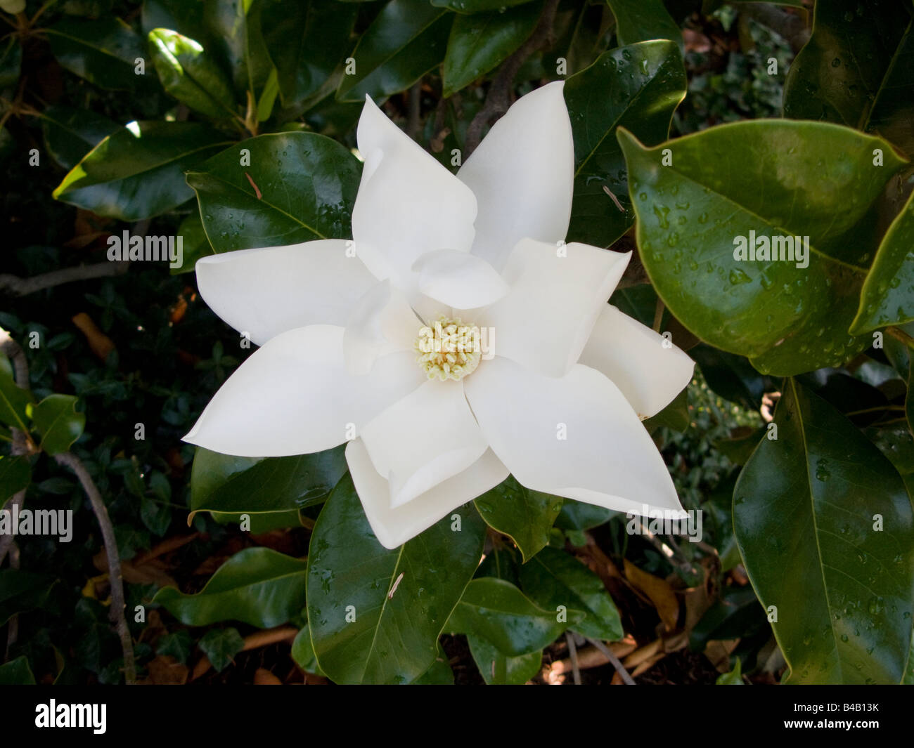 Flower of Magnolia, Washington, District of Columbia, USA Stock Photo ...