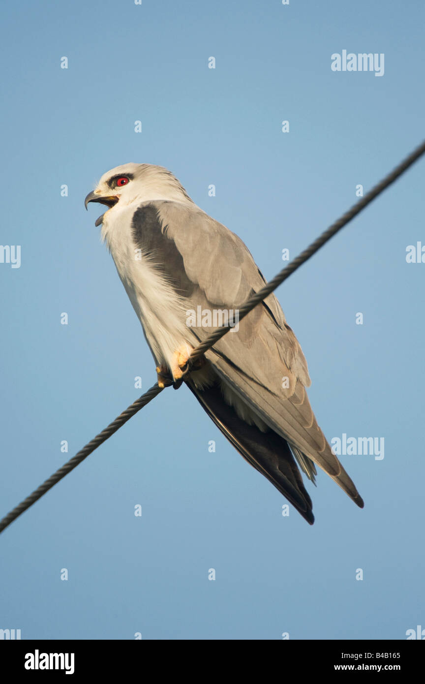 Elanus caeruleus. Black winged kite / Black shouldered kite sitting on ...