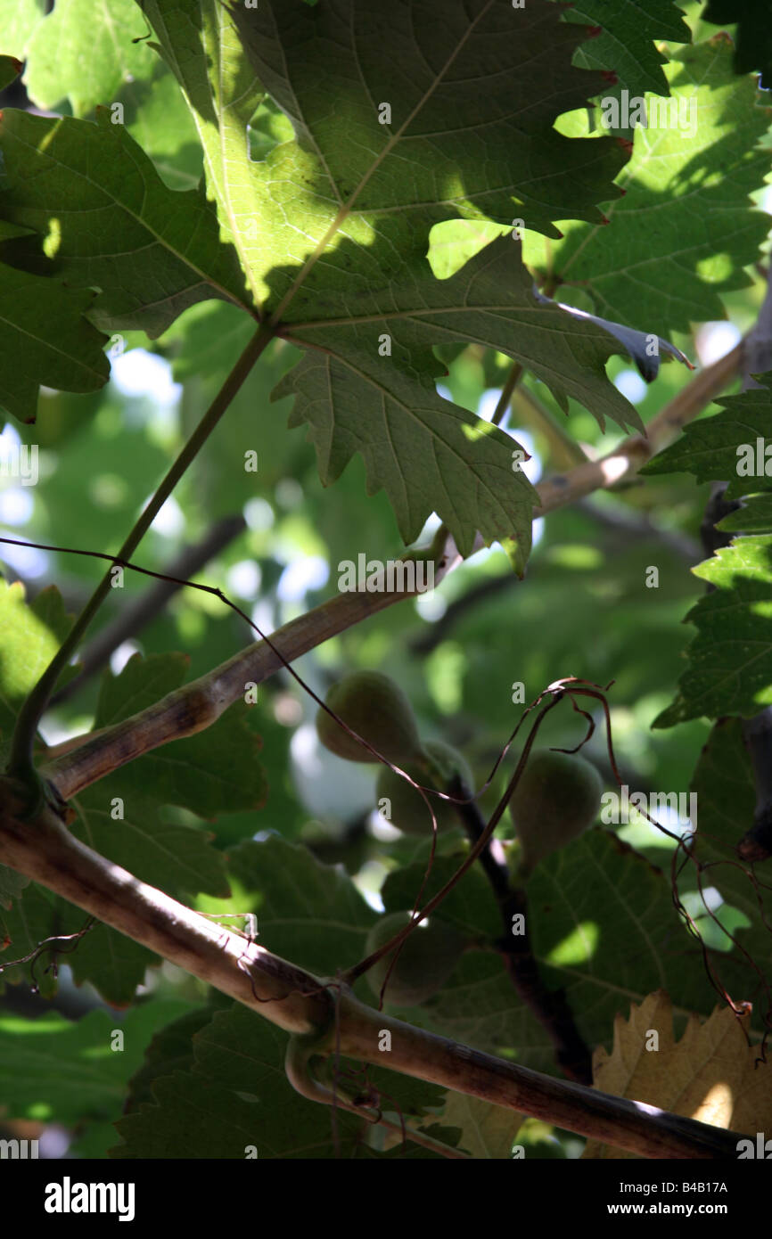 Fig tree shadow hi-res stock photography and images - Alamy