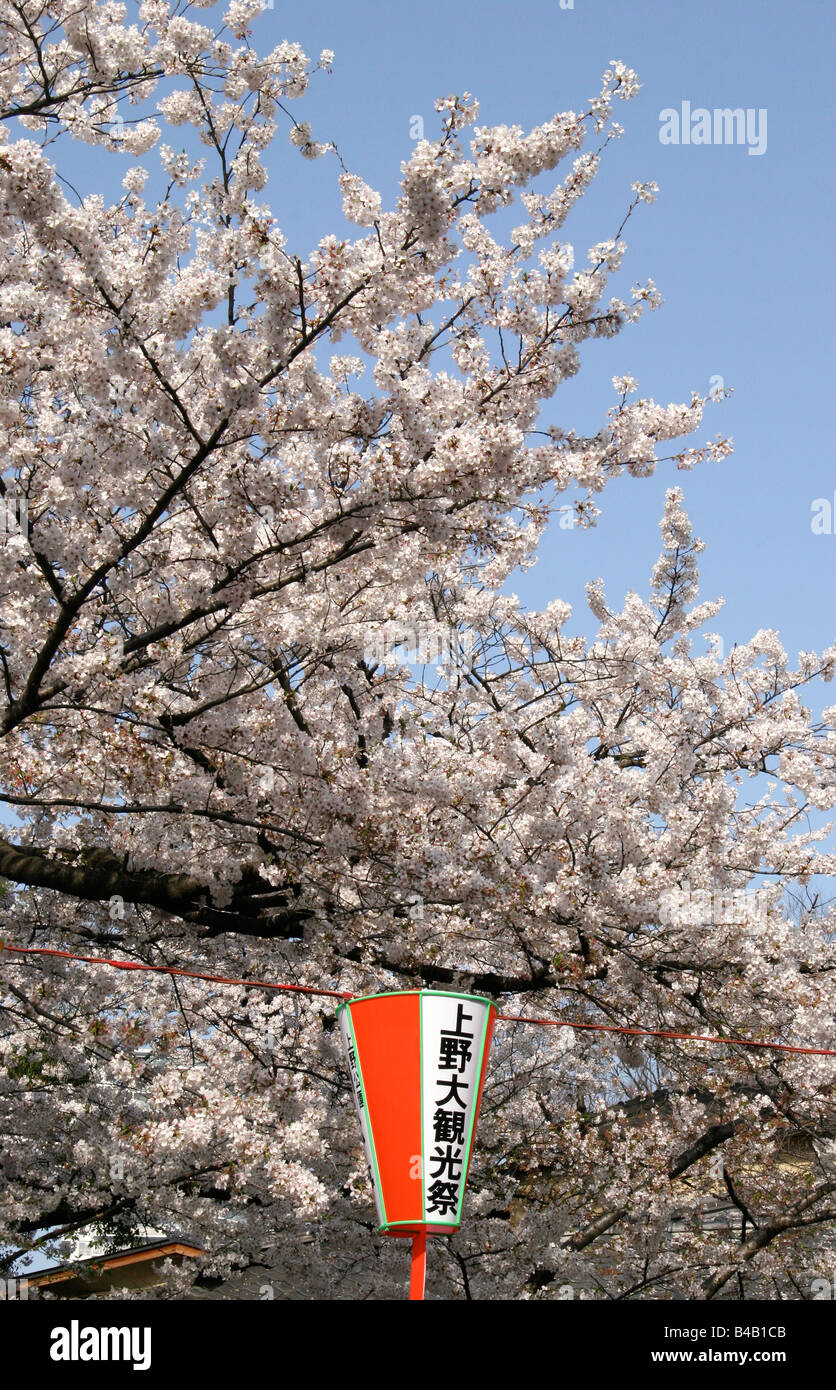 Cherry Blossoms (Sakura) in Japan Stock Photo - Alamy