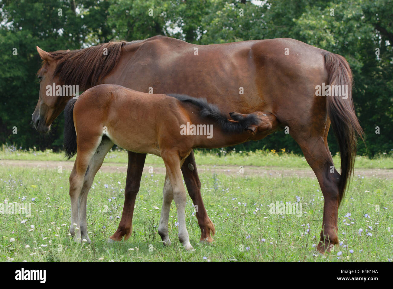 Mare and foal Stock Photo - Alamy