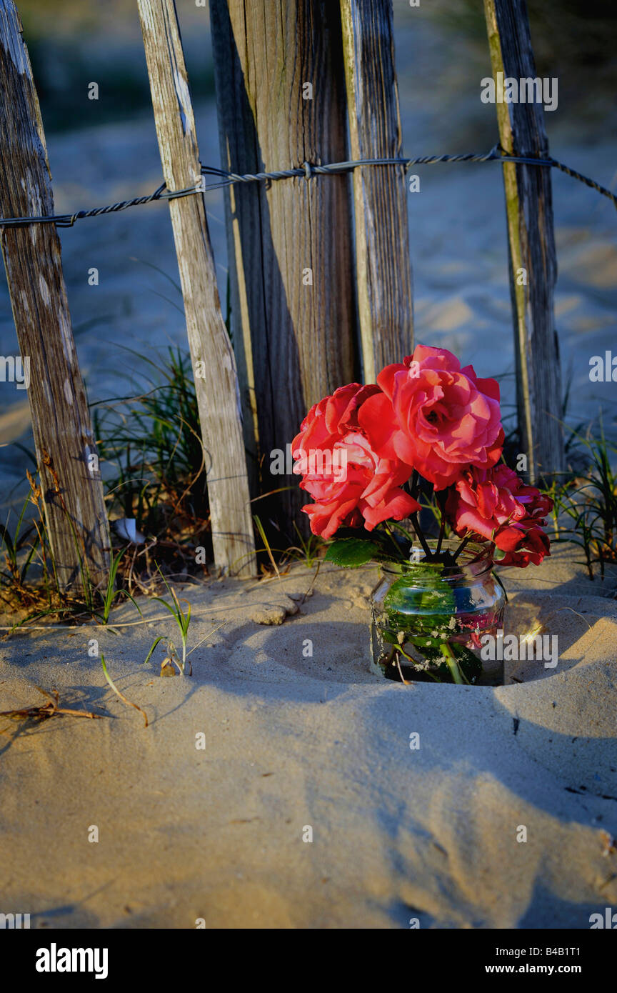 red roses on beach in jam jar at Walberswick Suffolk England Stock ...