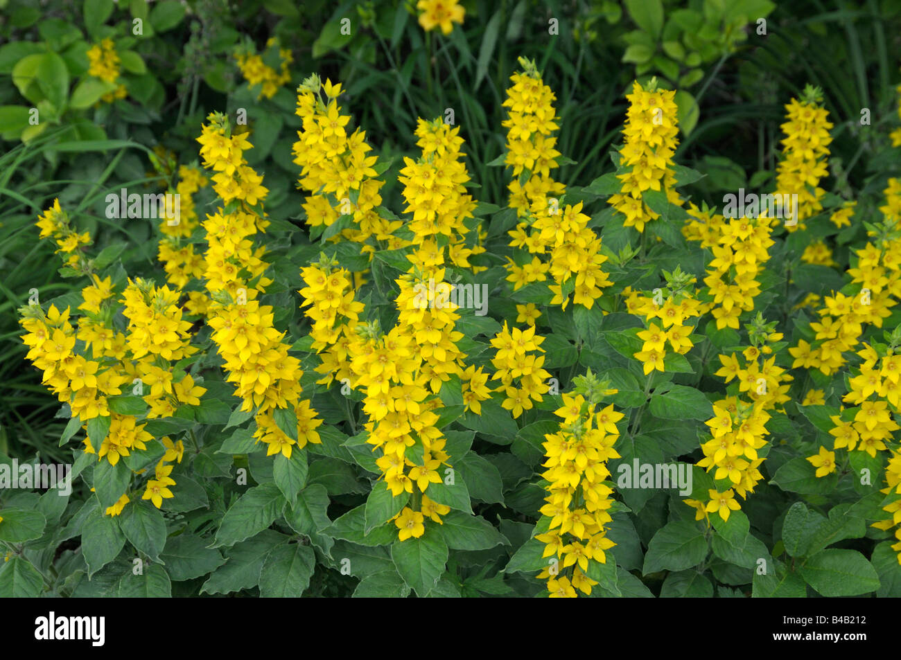 Lysimachia Punctata Dotted Loosestrife High Resolution Stock ...