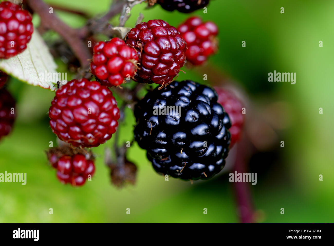 Rubus fruticosus growth hi-res stock photography and images - Alamy