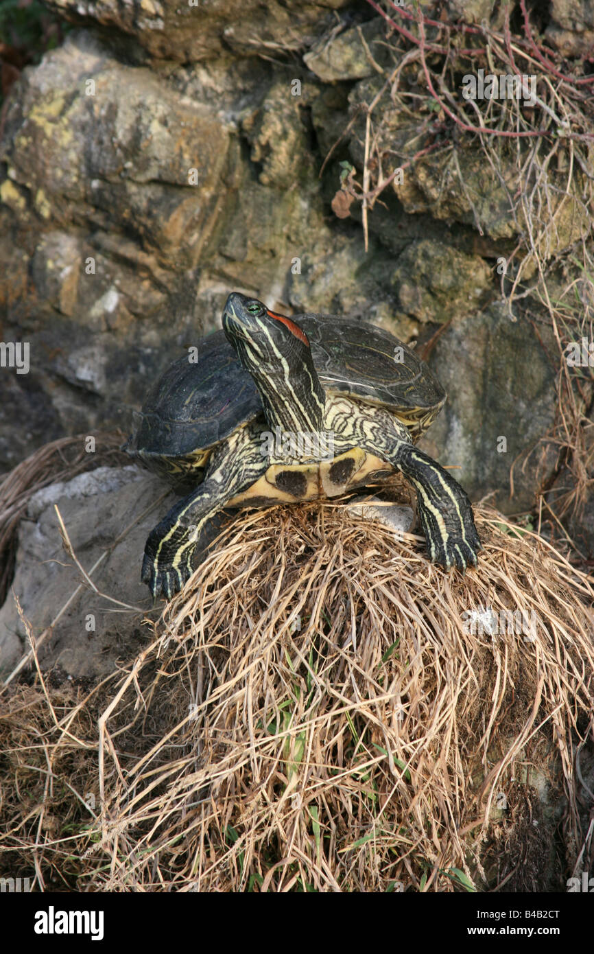 Tortoise in Grotto by the way to Piazzale Michelangelo, Florence, Italy ...