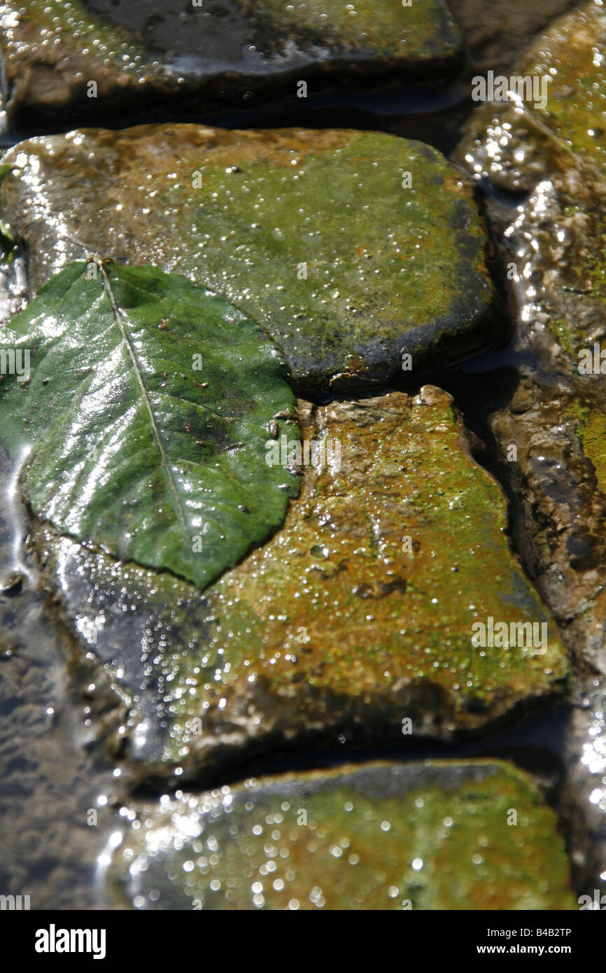 one single fallen leaf on wet road Stock Photo - Alamy