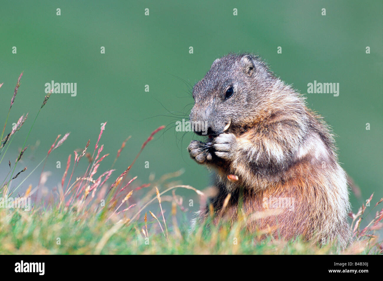 Alpine Marmot (Marmota marmota) sitting in grass while eating Stock ...