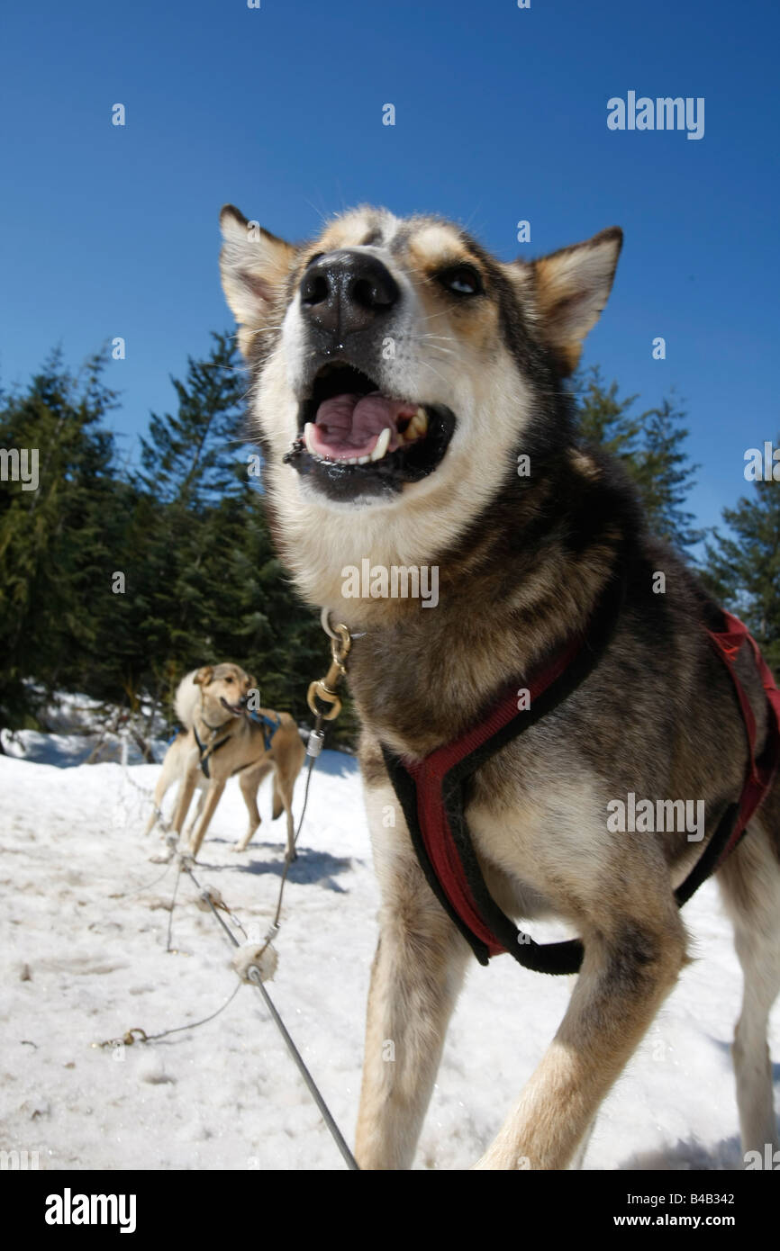 Whistler british columbia dog hi-res stock photography and images - Alamy