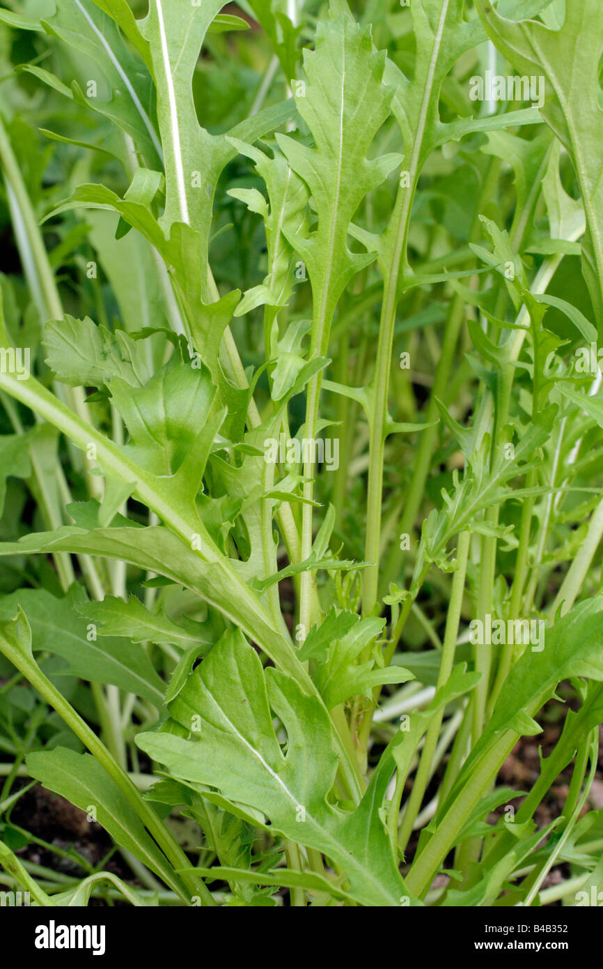 Growing rocket greens hi-res stock photography and images - Alamy