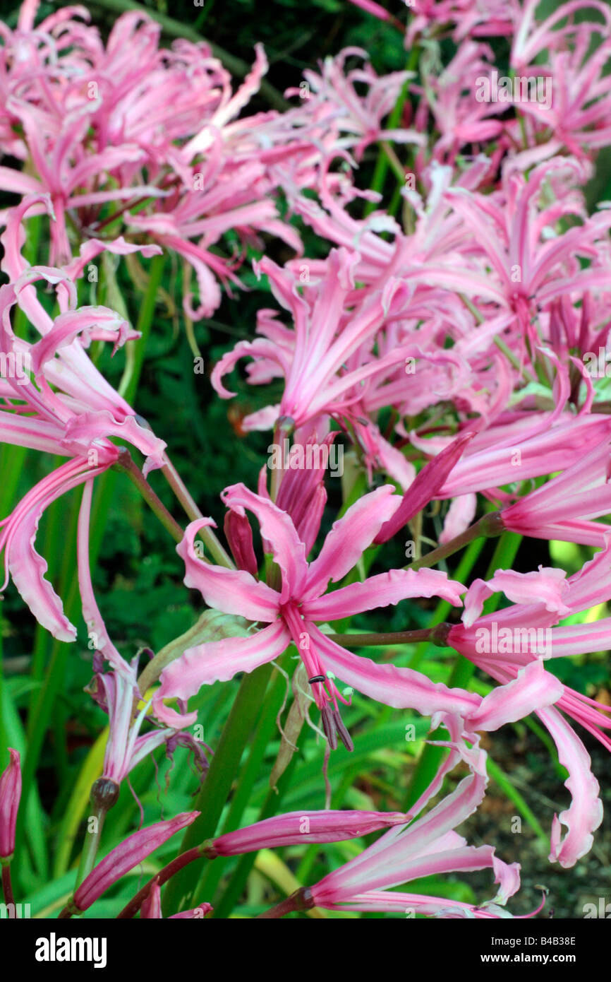 Nerine bowdenii bulb hi-res stock photography and images - Alamy