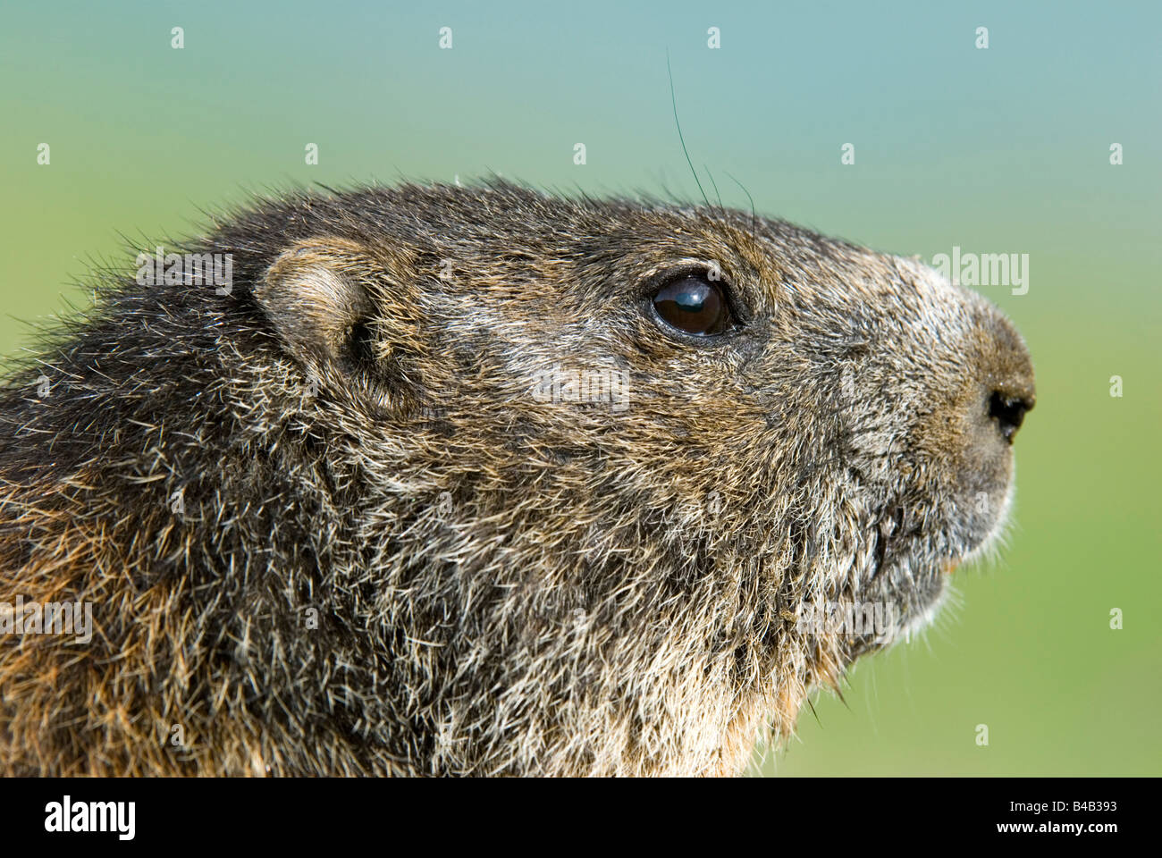 Alpine Marmot (Marmota marmota), portrait Stock Photo - Alamy