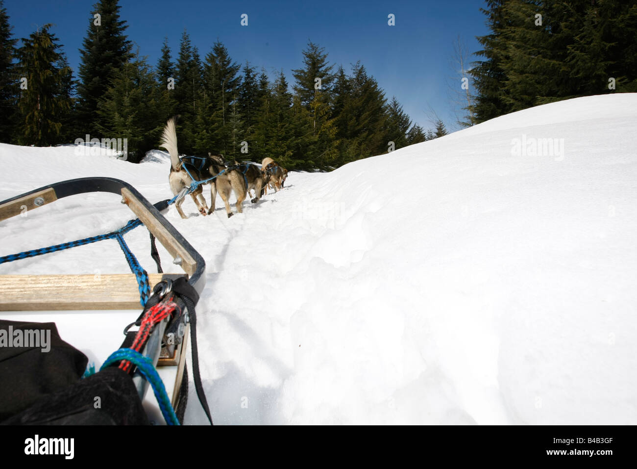 Whistler british columbia dog hi-res stock photography and images - Alamy