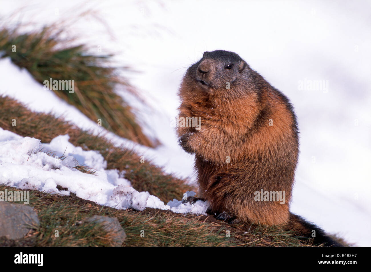 Alpine Marmot (Marmota marmota), on snow Stock Photo - Alamy
