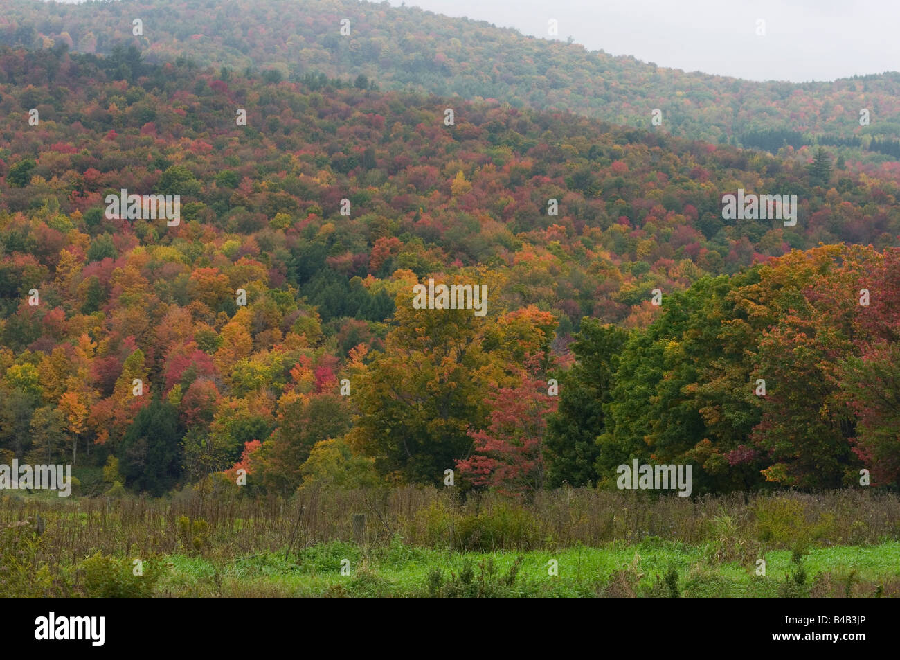 Vermont hillside in autumn with fog above and edge of field below Stock ...