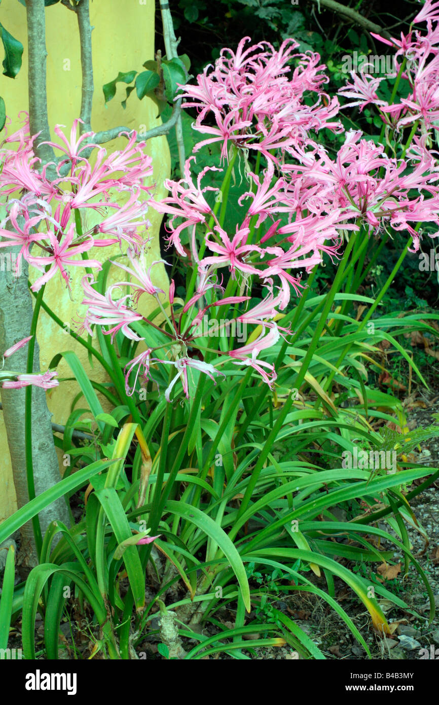 NERINE BOWDENII GROWING ATTHE BASE OF A SOUTH FACING WALL Stock Photo ...