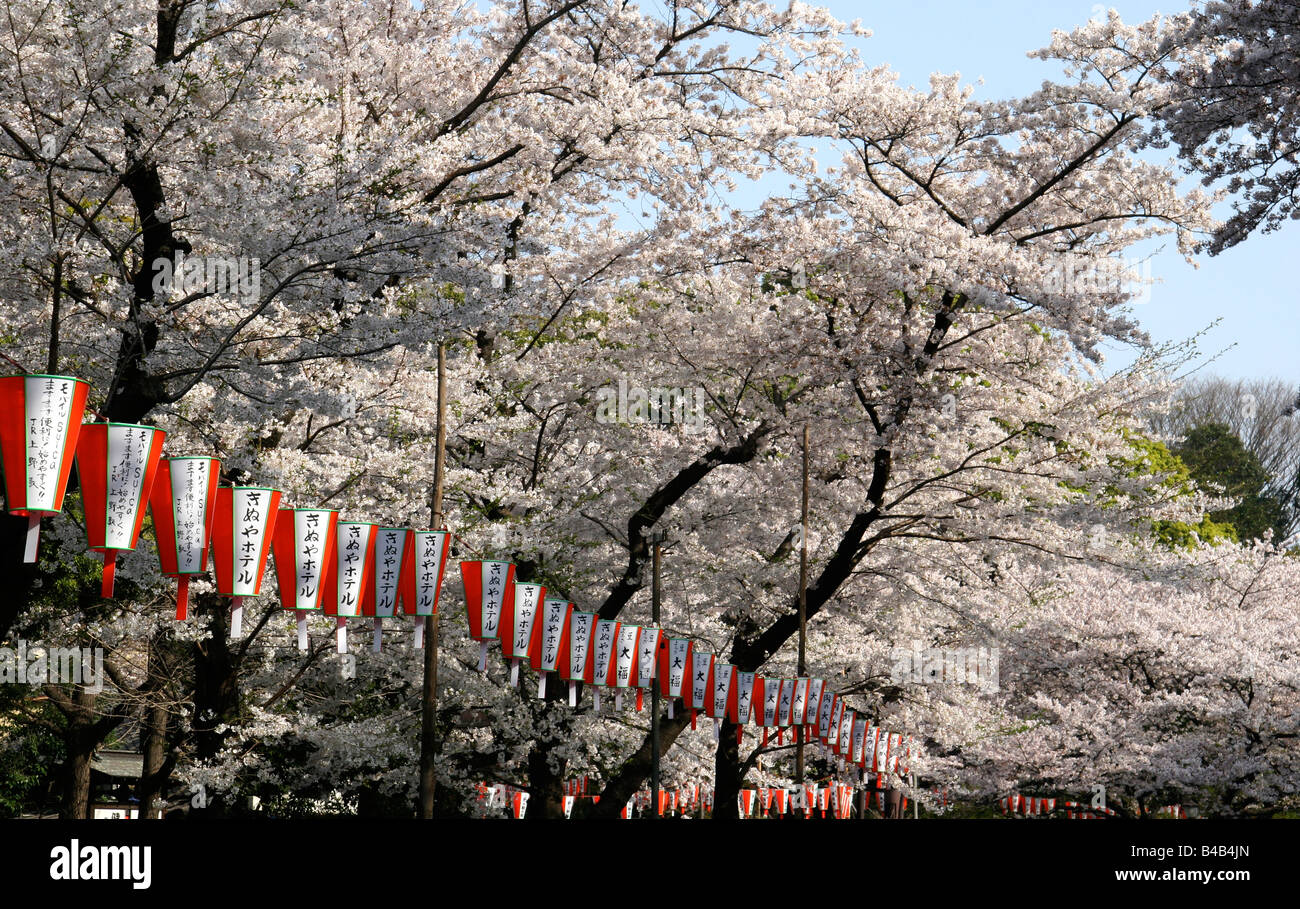 Cherry Blossoms (Sakura) in Japan Stock Photo - Alamy