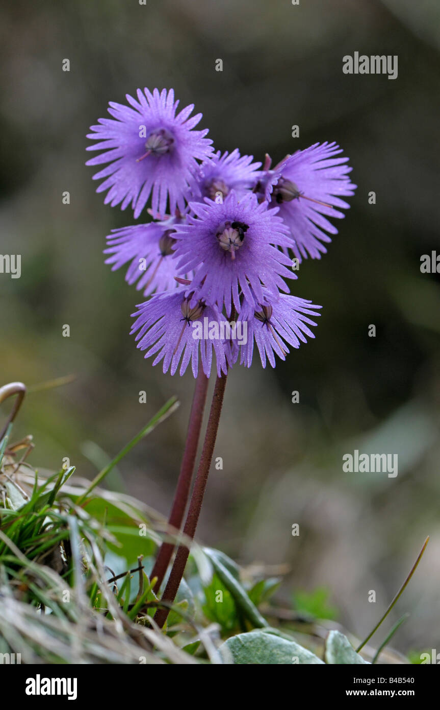 Soldanella alpina hi-res stock photography and images - Alamy