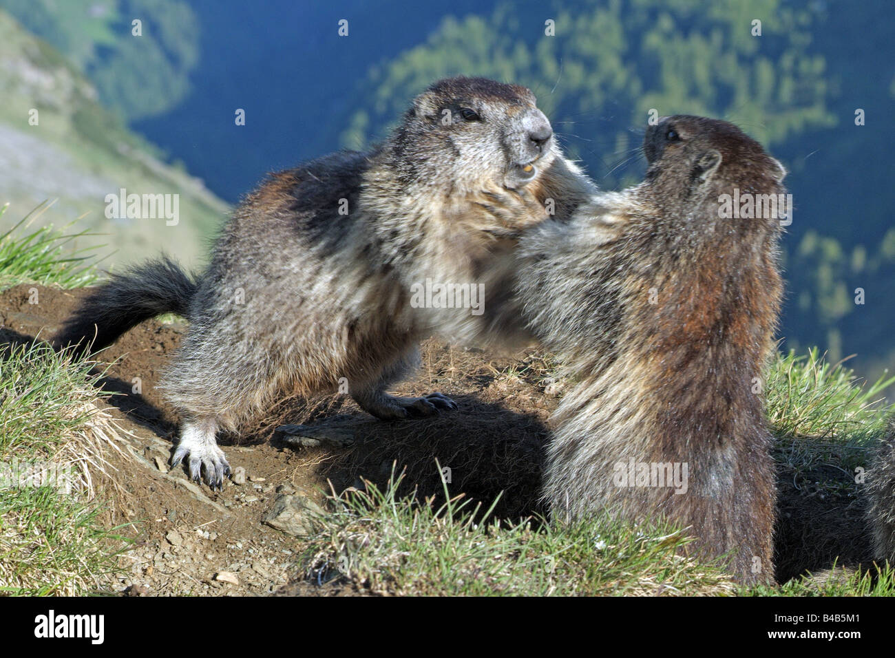 Alpine Marmot (Marmota marmota), two individuals fighting Stock Photo - Alamy