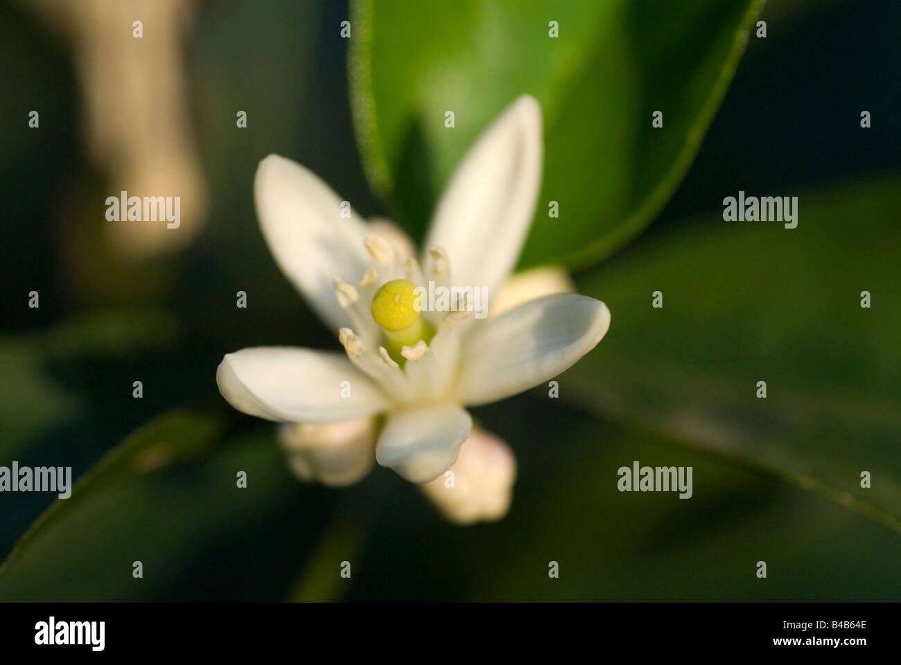 Citrus pollination hi-res stock photography and images - Alamy