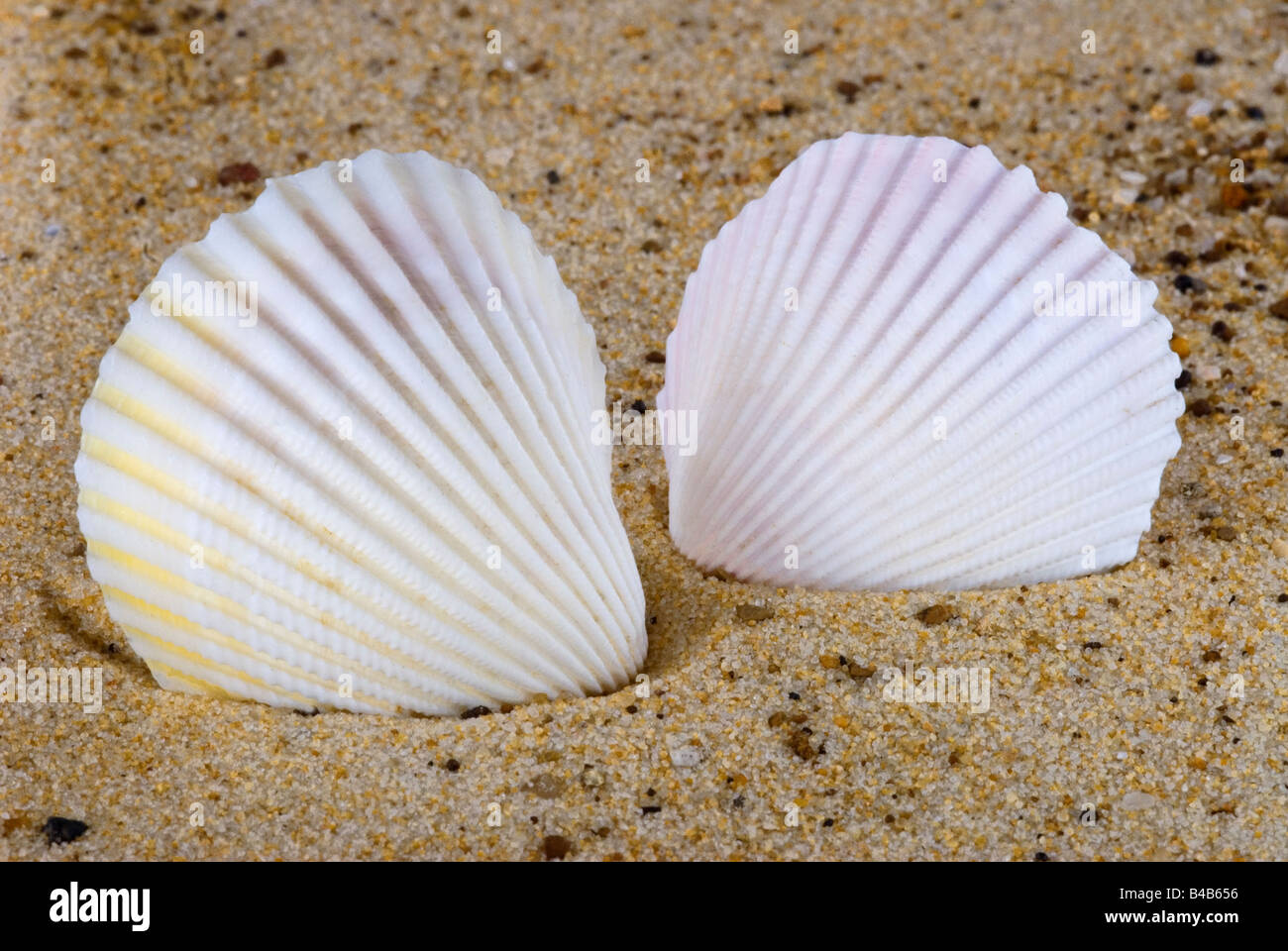 Pair of shells hi-res stock photography and images - Alamy