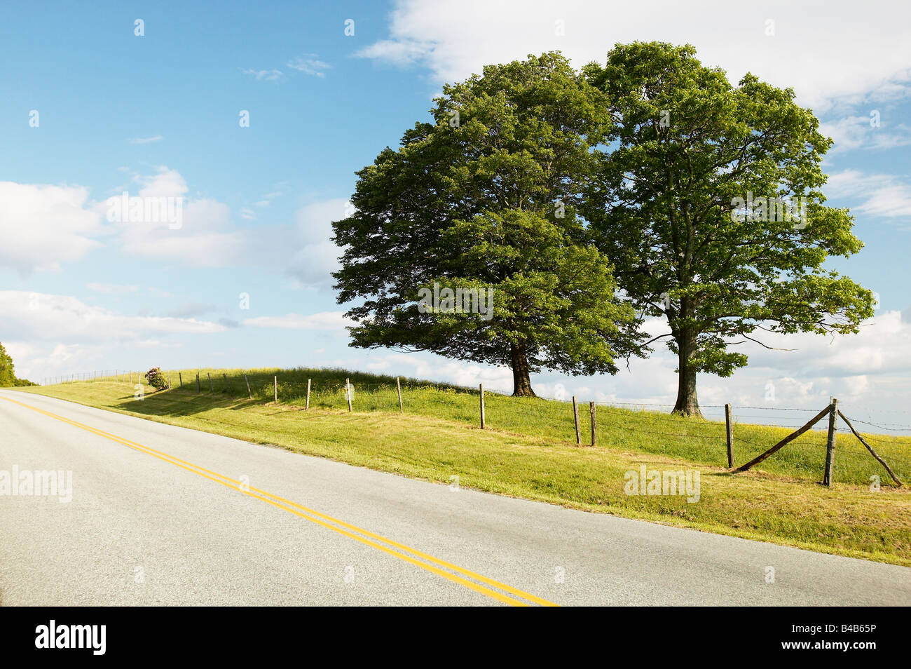 Trees along country road Stock Photo - Alamy