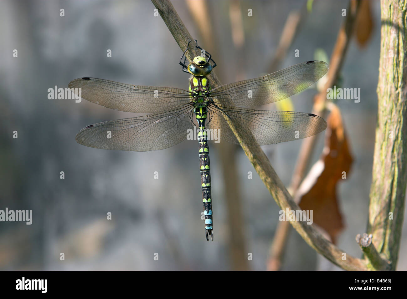 Male Southern Hawker Dragonfly Aeshna cyanea Stock Photo - Alamy
