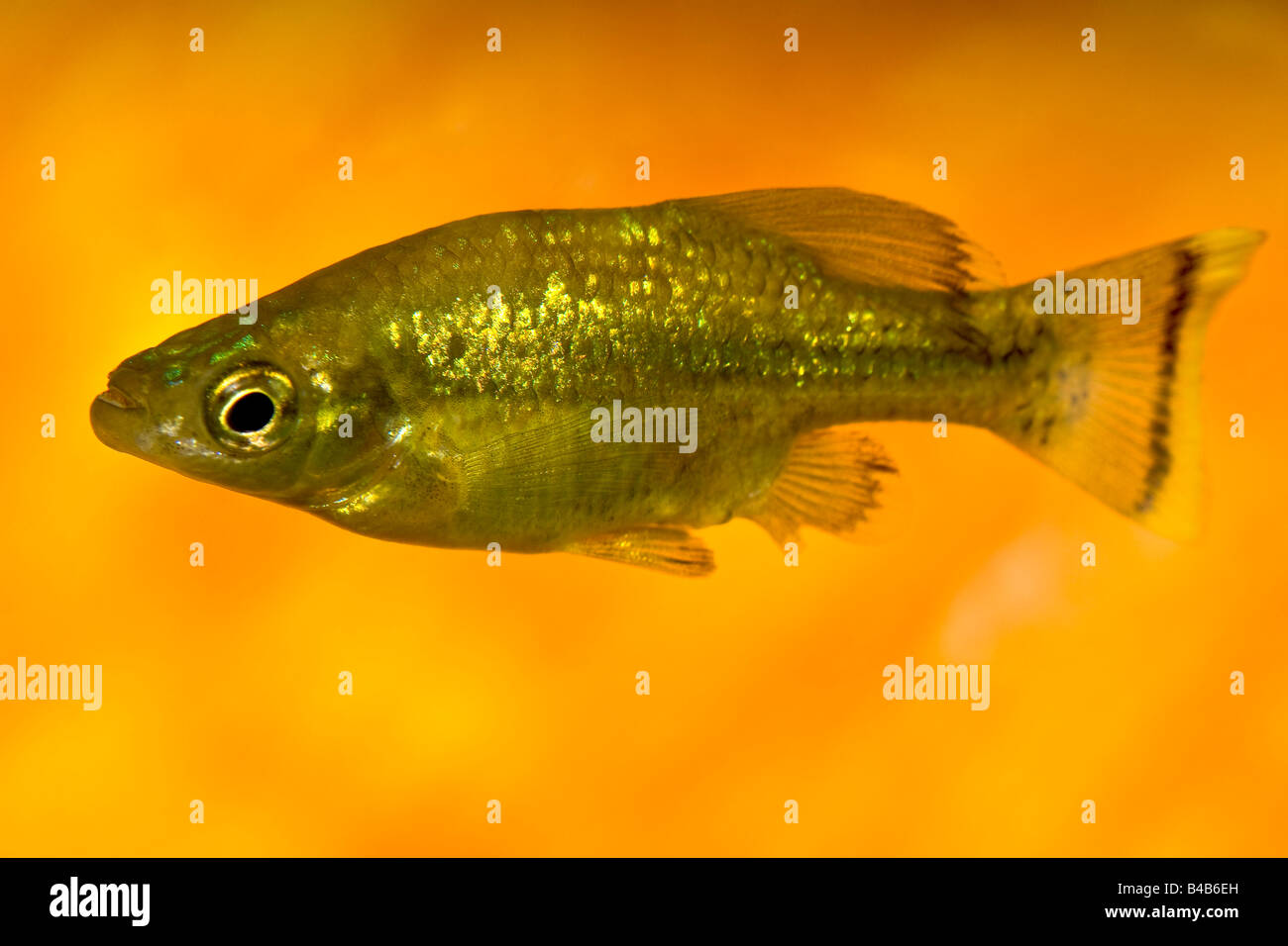Common goldfish hi-res stock photography and images - Alamy