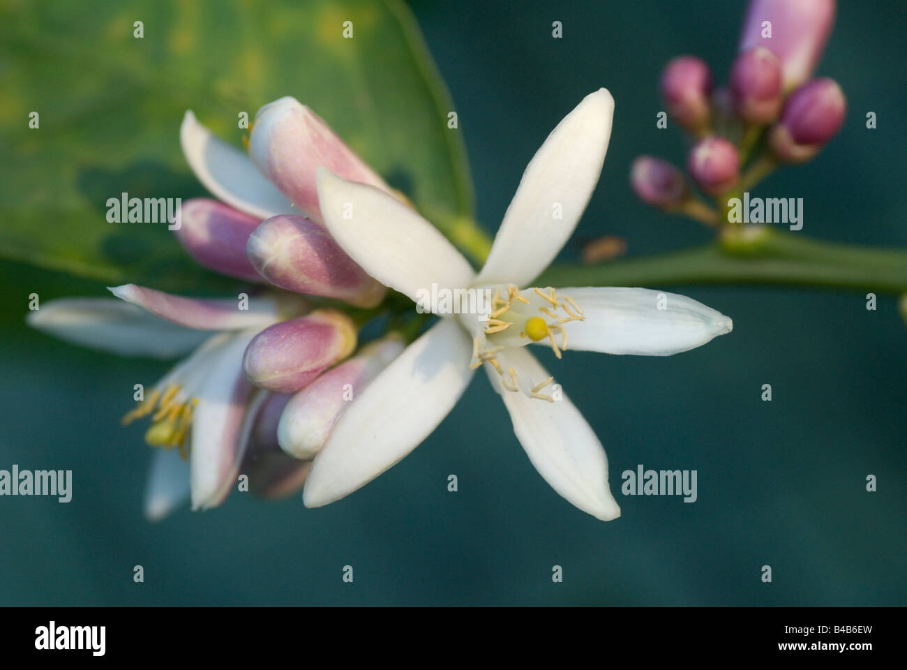 Citrus pollination hi-res stock photography and images - Alamy