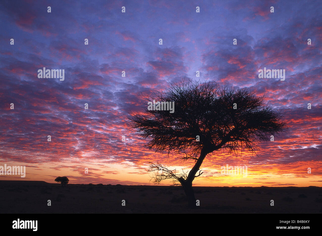 An acacia tree in flat desert at sunset in the Sahara Desert Stock ...