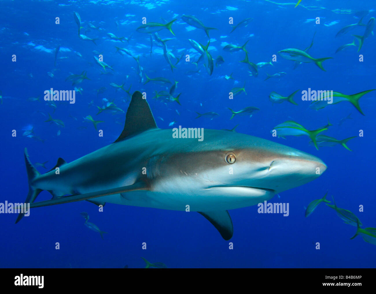 Caribbean Reef Shark and Yellowtail Snappers Stock Photo - Alamy