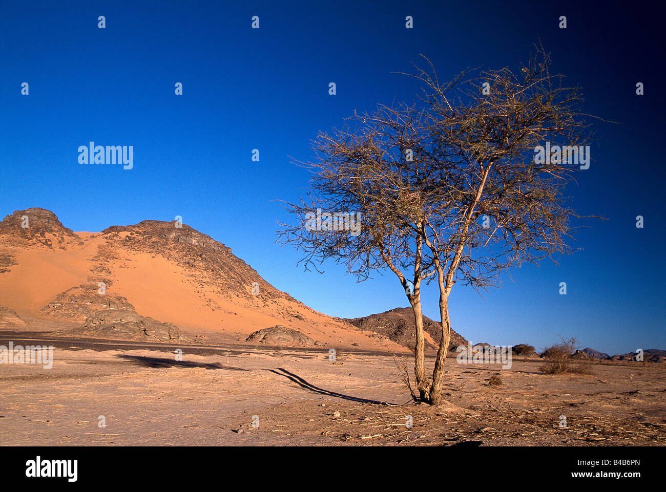 A lone tree in a valley bed in Jebel Acacus, Sahara Desert, Libya Stock ...