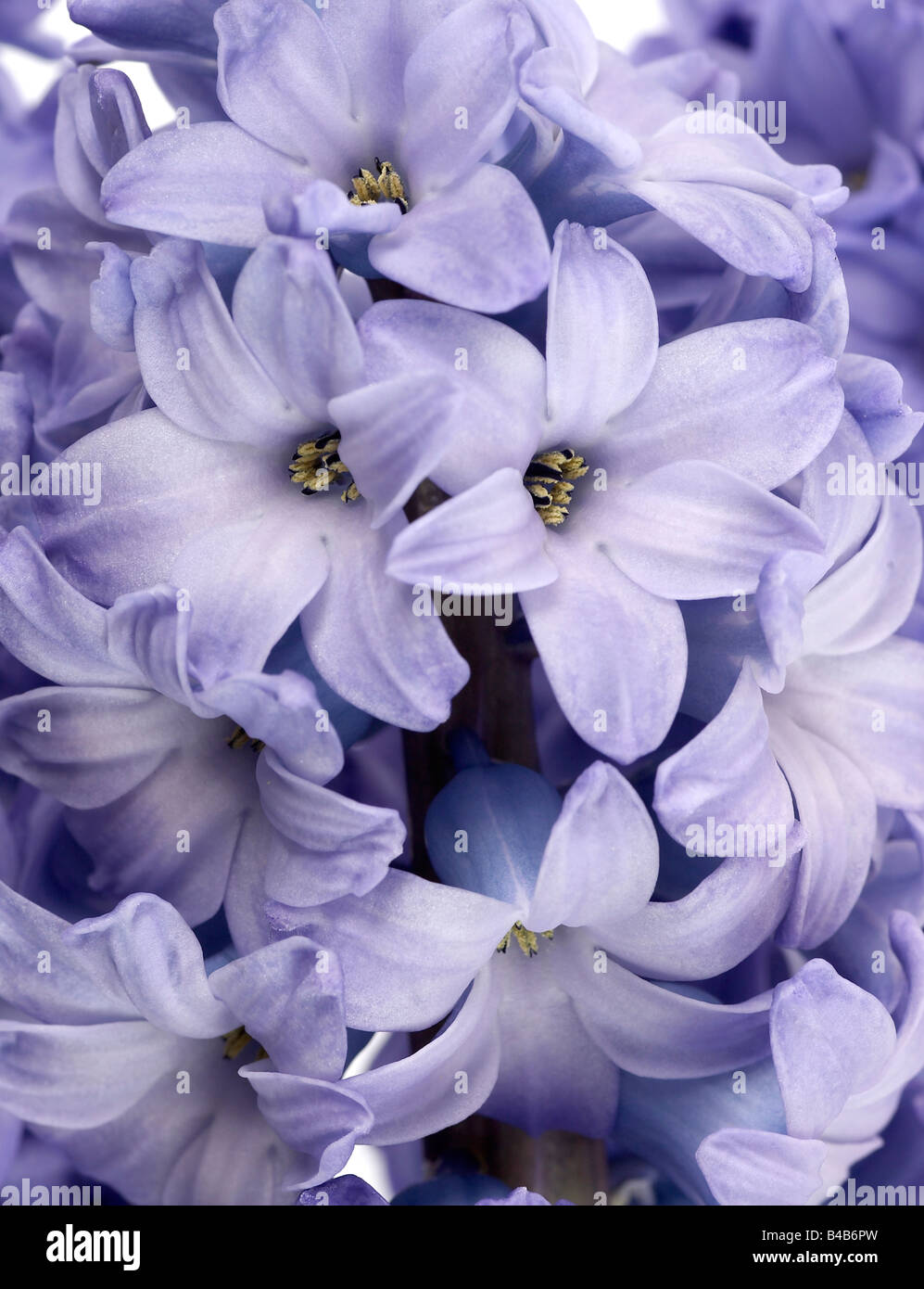 Hyacinthus orientalis Blue Hyacinth Flower Stock Photo - Alamy