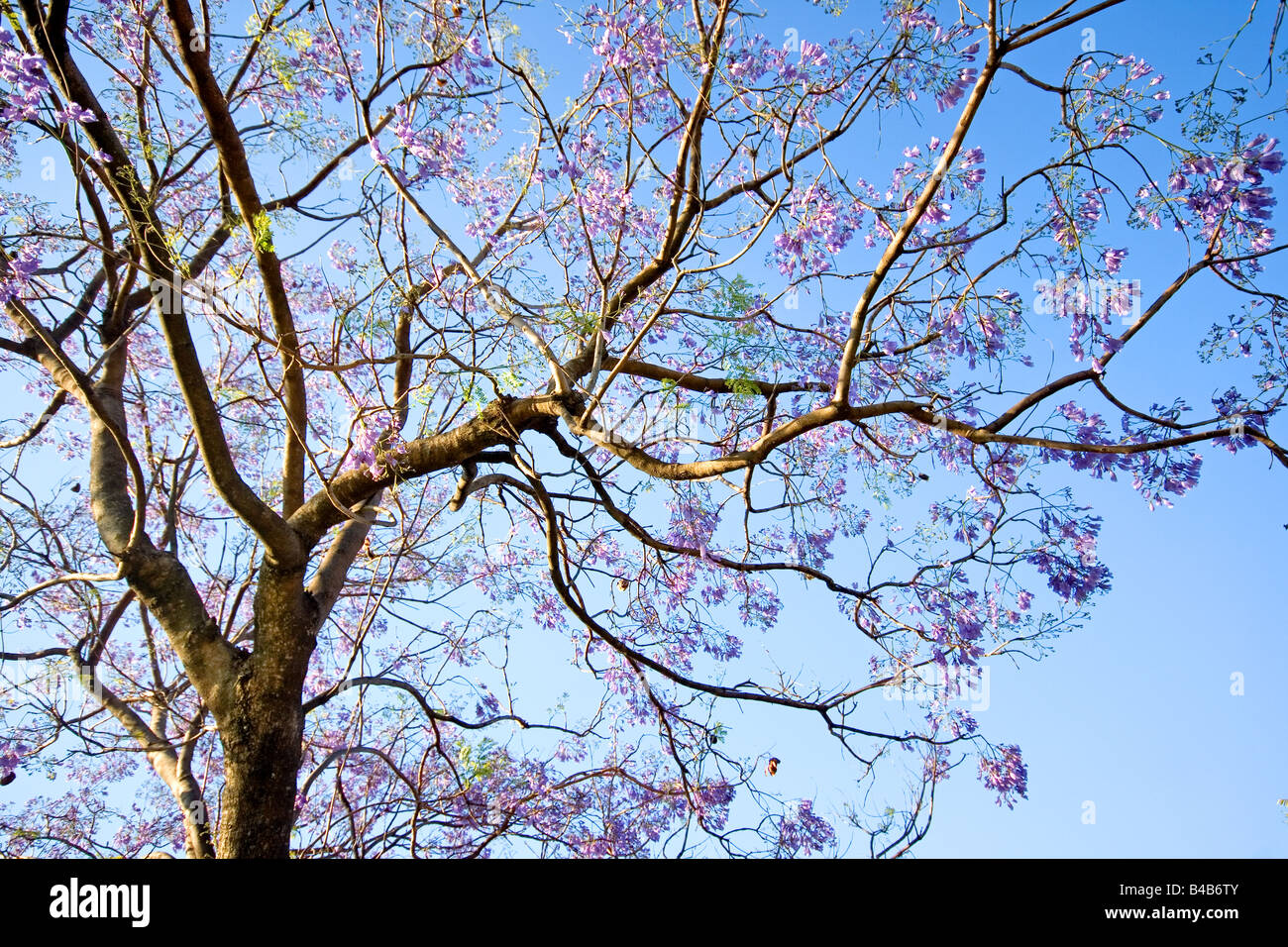 Jacaranda mimosifolia blooming hi-res stock photography and images - Alamy