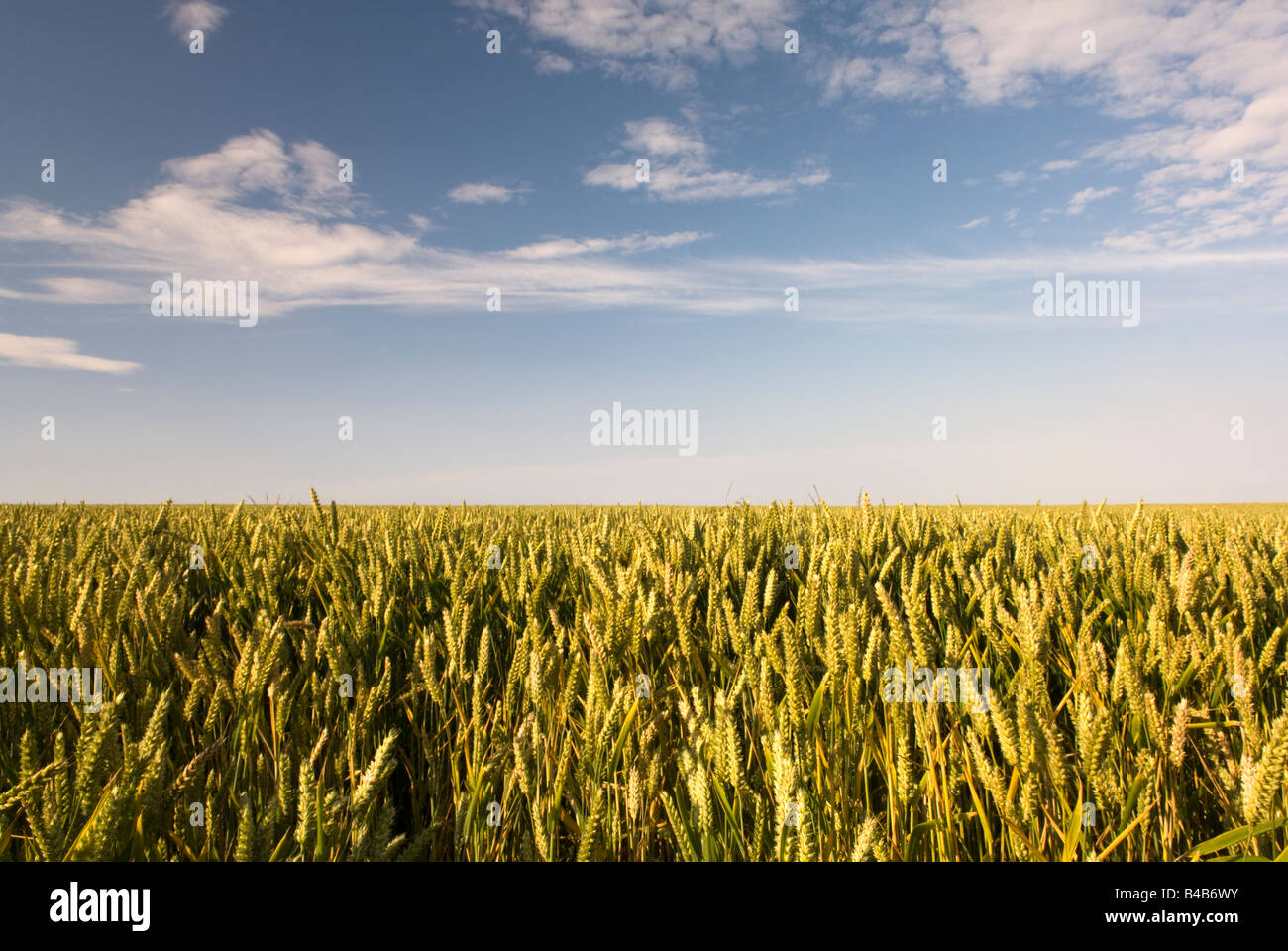 Field of wheat / corn at Runswick Bay, North Yorkshire, England Stock ...