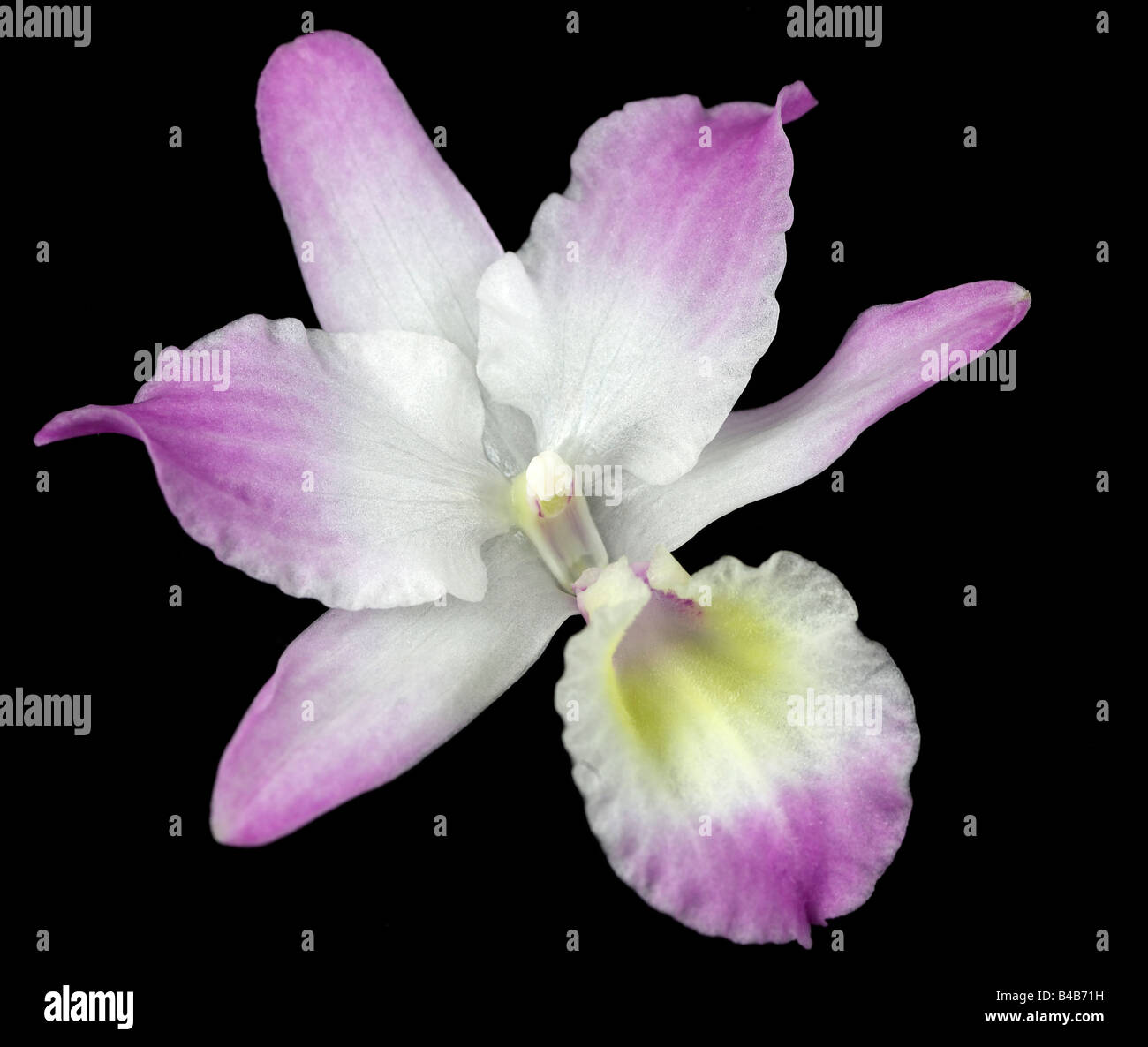 Pink Dendrobium nobile Orchid Flower Stock Photo - Alamy