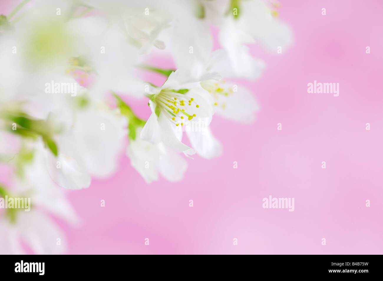 Prunus incisa kojo no mai fuji hi-res stock photography and images - Alamy
