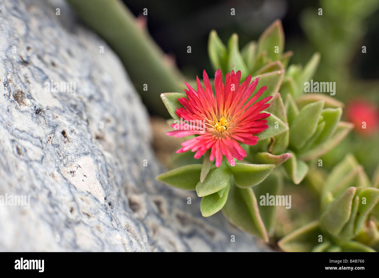 Namibian tropical plant hi-res stock photography and images - Alamy