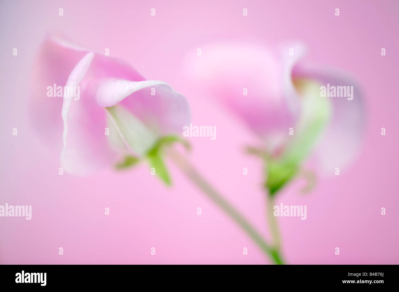 Pastel sweetpeas hi-res stock photography and images - Alamy