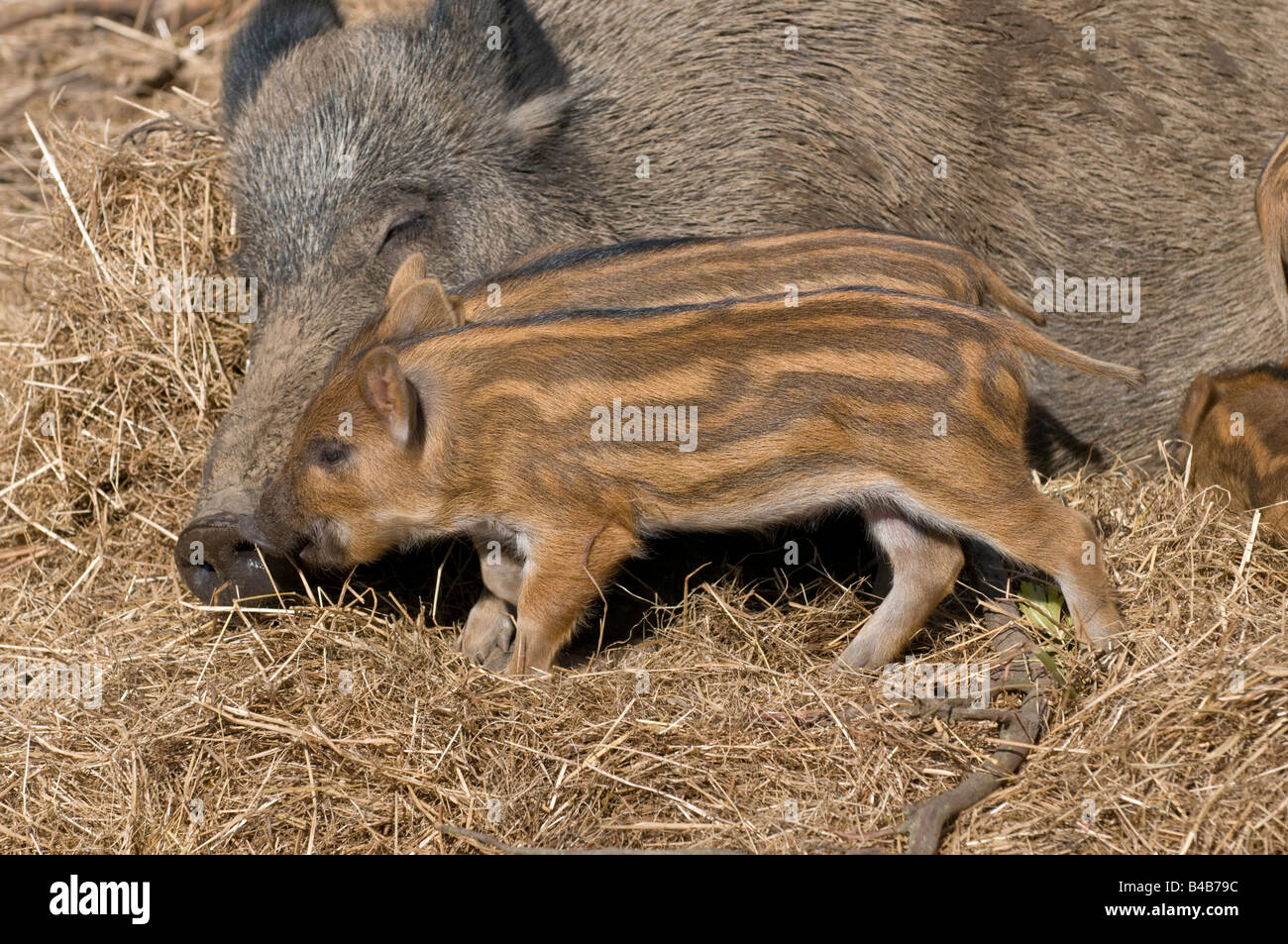 Cute boar hi-res stock photography and images - Alamy