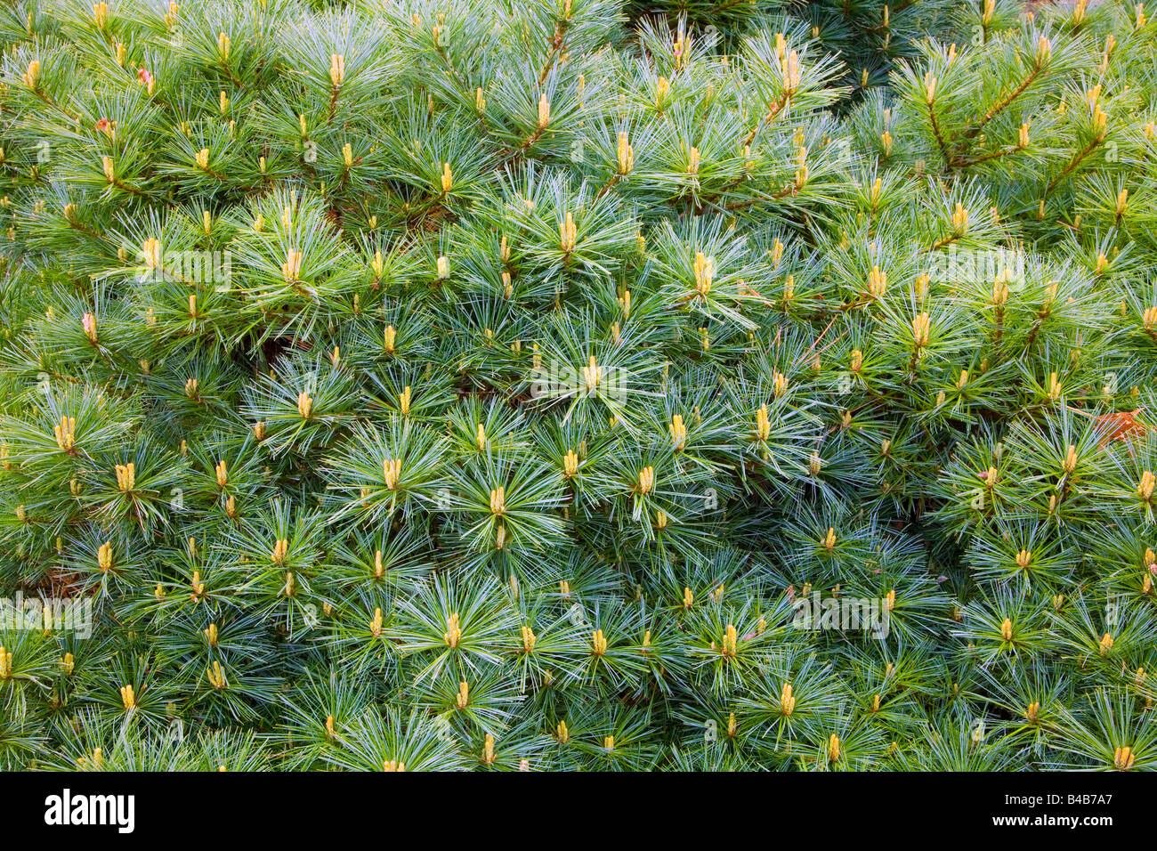 Bush shrub pine tree trees hi-res stock photography and images - Alamy