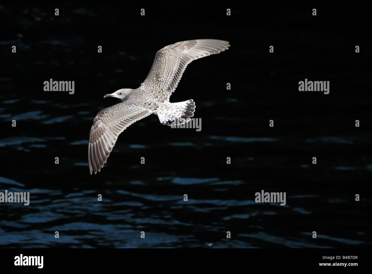 Grey gull fly above the water Stock Photo - Alamy