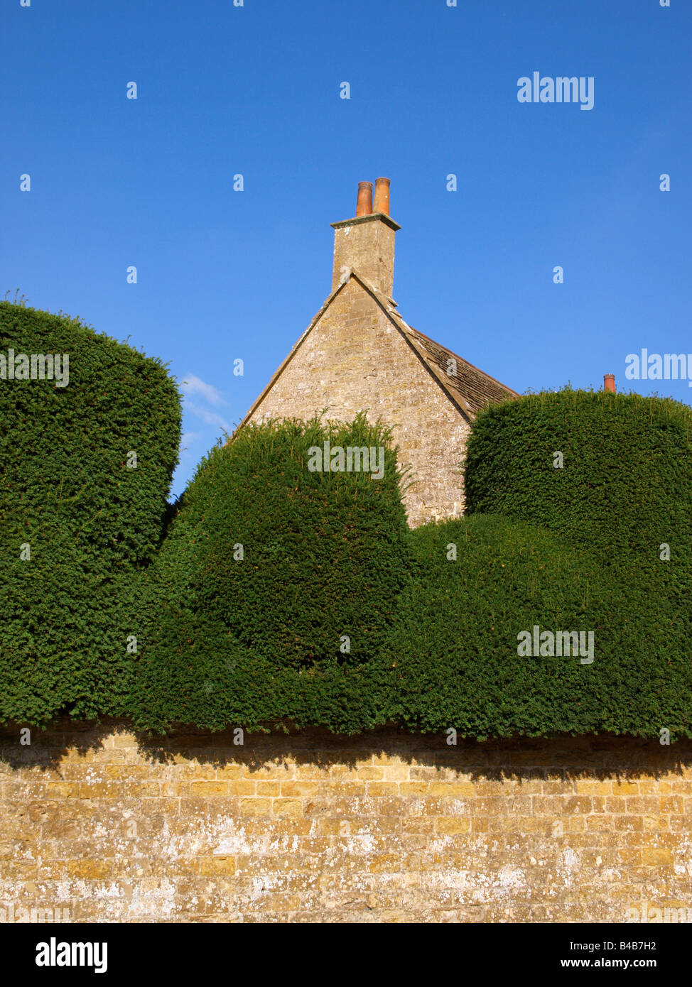 Unusual leaf shapes hi-res stock photography and images - Alamy