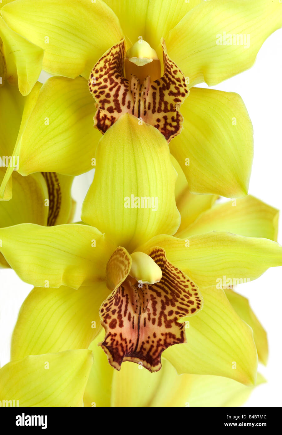 Yellow Cymbidium Orchid Flowers Stock Photo - Alamy